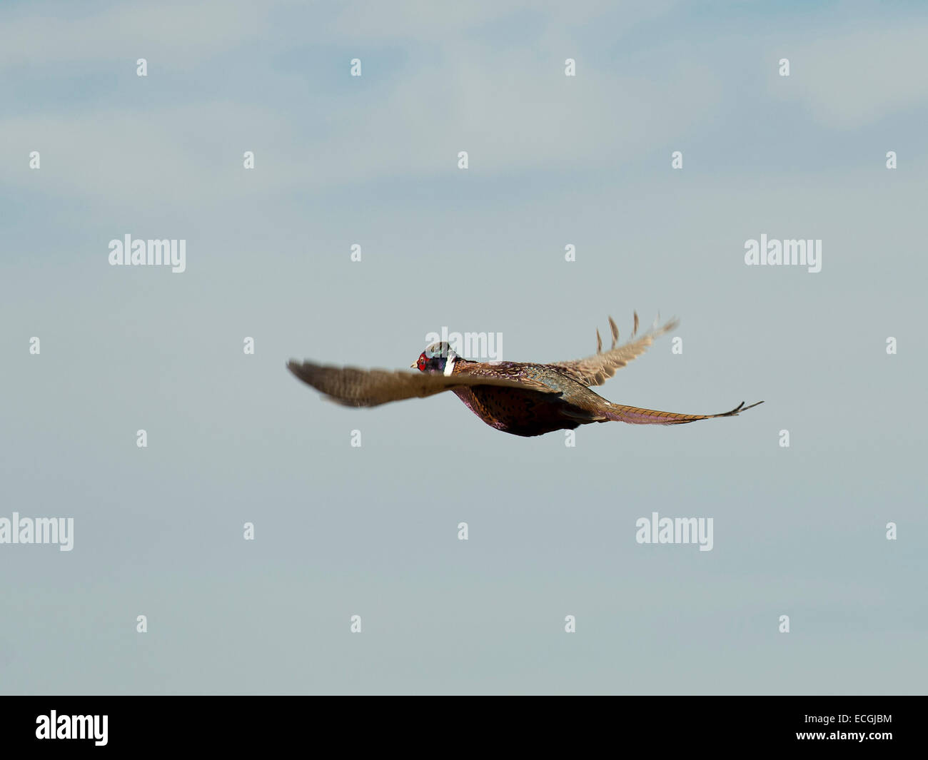Flying Rooster Pheasant Stock Photo - Alamy