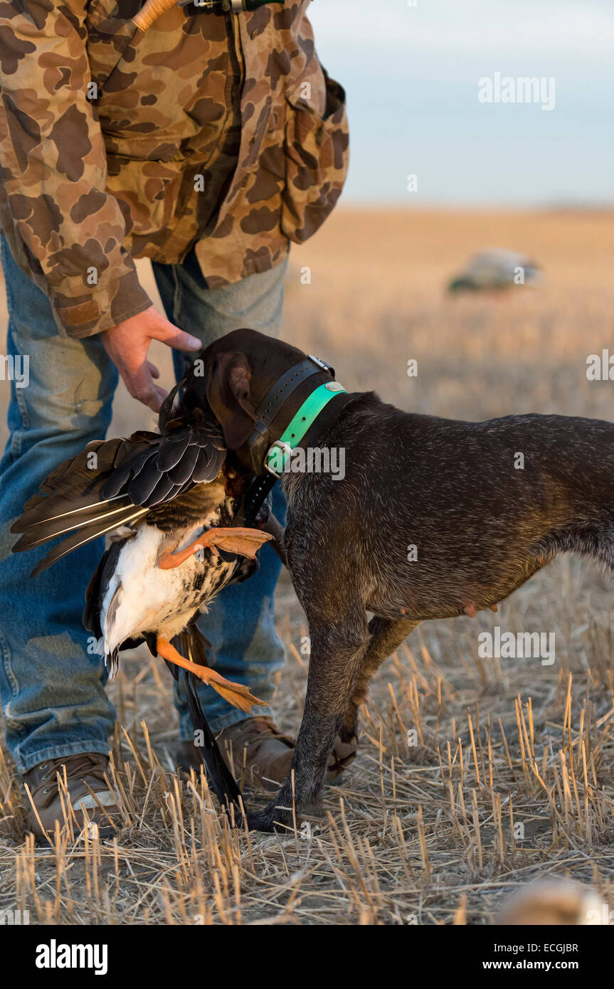 Hunting Dog with a Goose Stock Photo - Alamy
