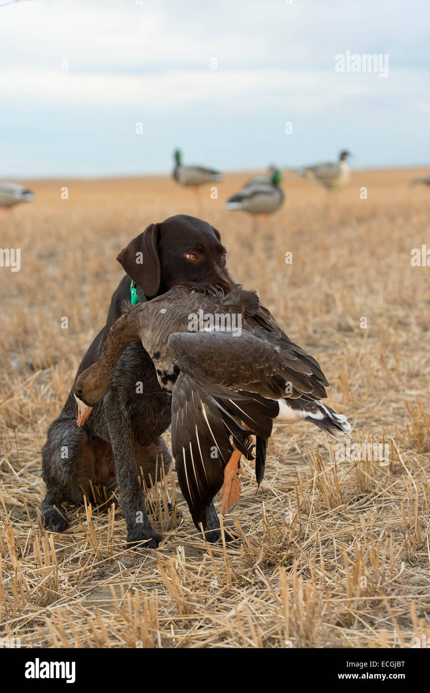 Hunting Dog with a Goose Stock Photo - Alamy