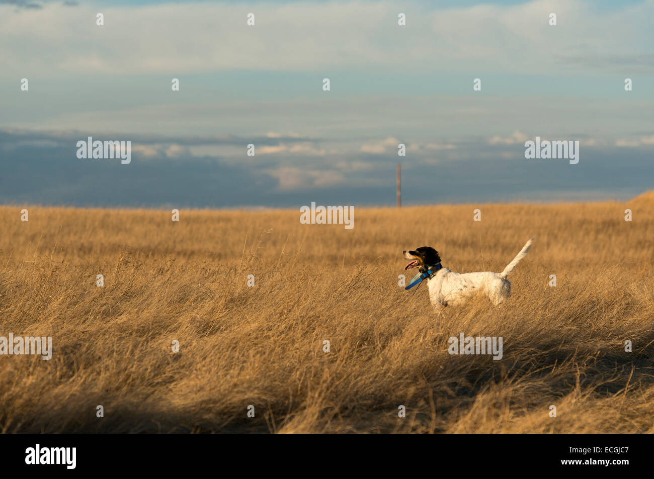 An English Setter out hunting Stock Photo - Alamy