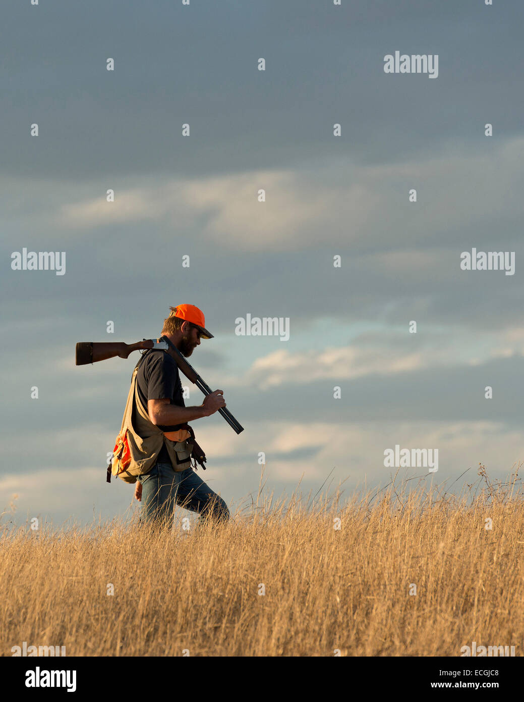 Pheasant Season Montana High Resolution Stock Photography and Images ...