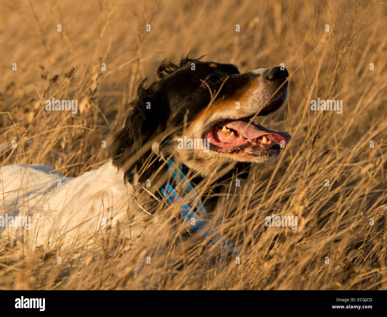 An English Setter out hunting Stock Photo - Alamy