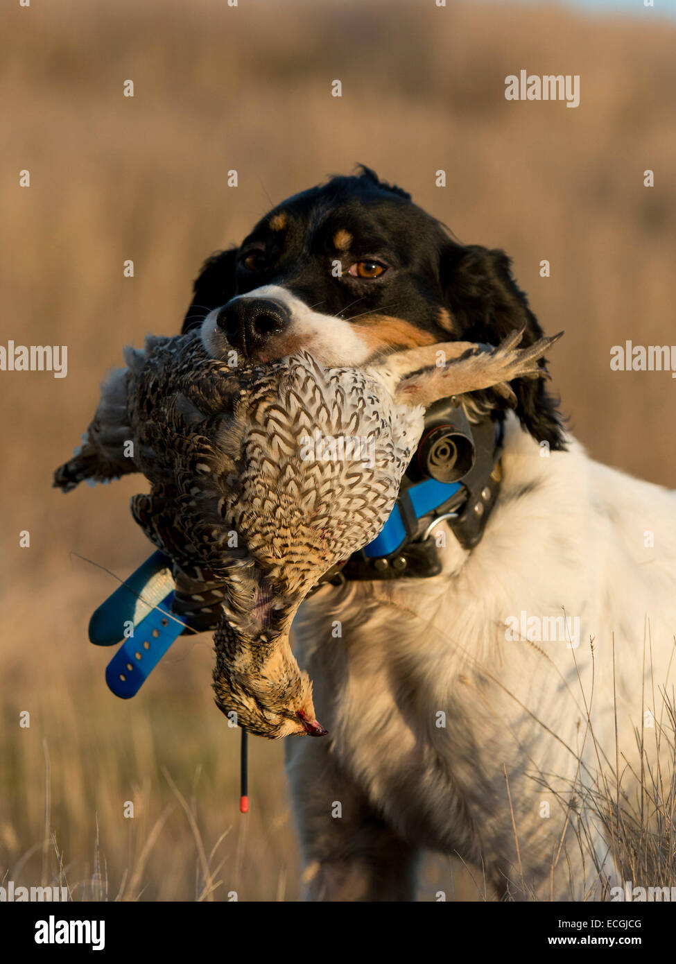 English Setter Hunting Stock Photo - Alamy