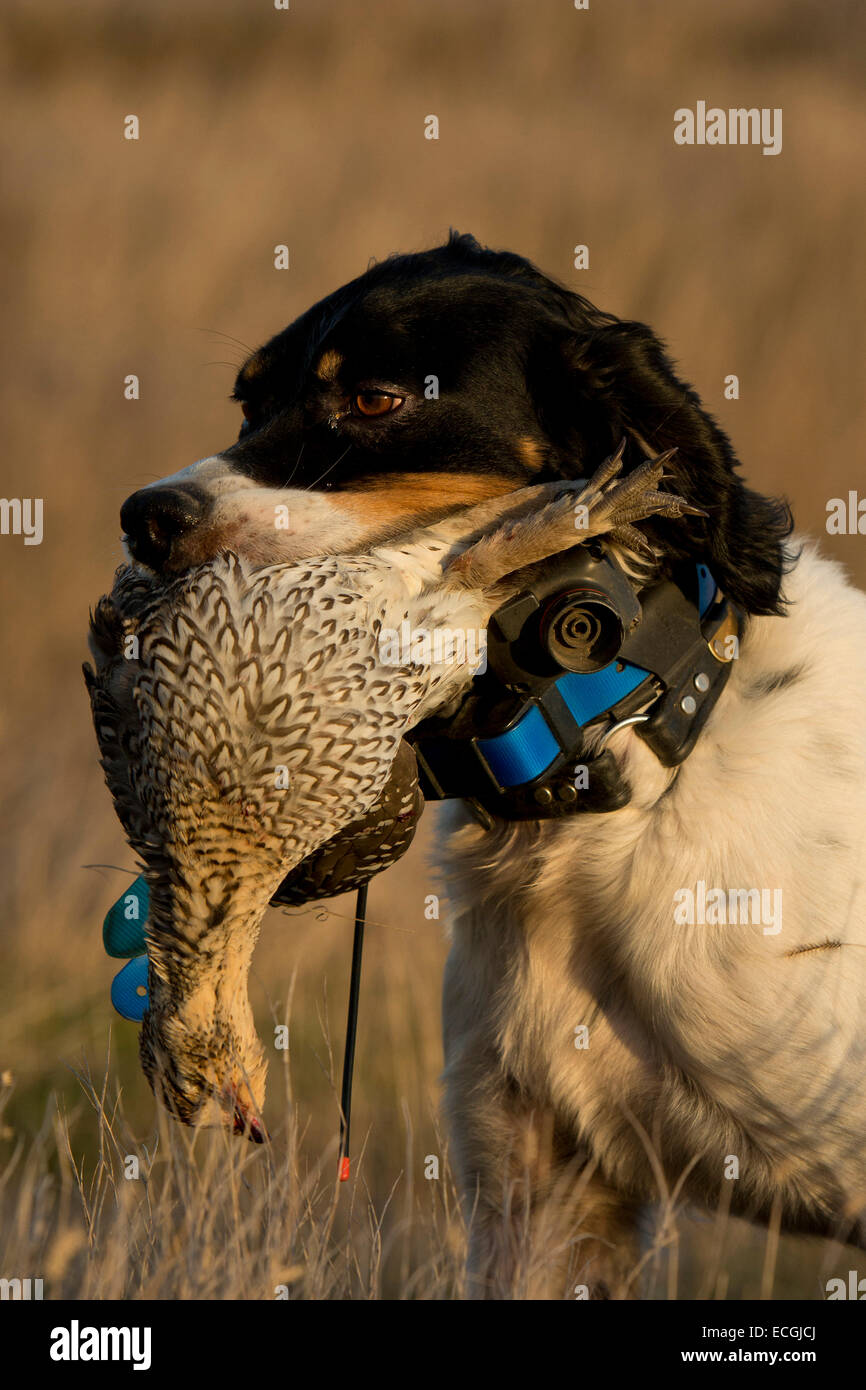 English Setter Hunting Stock Photo - Alamy