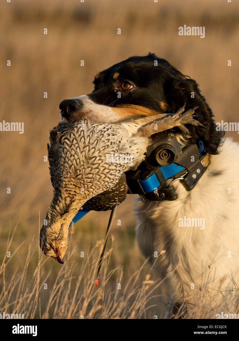 English Setter Hunting Stock Photo - Alamy
