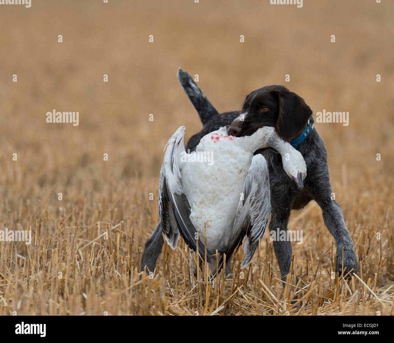 Hunting Dog with a Goose Stock Photo - Alamy
