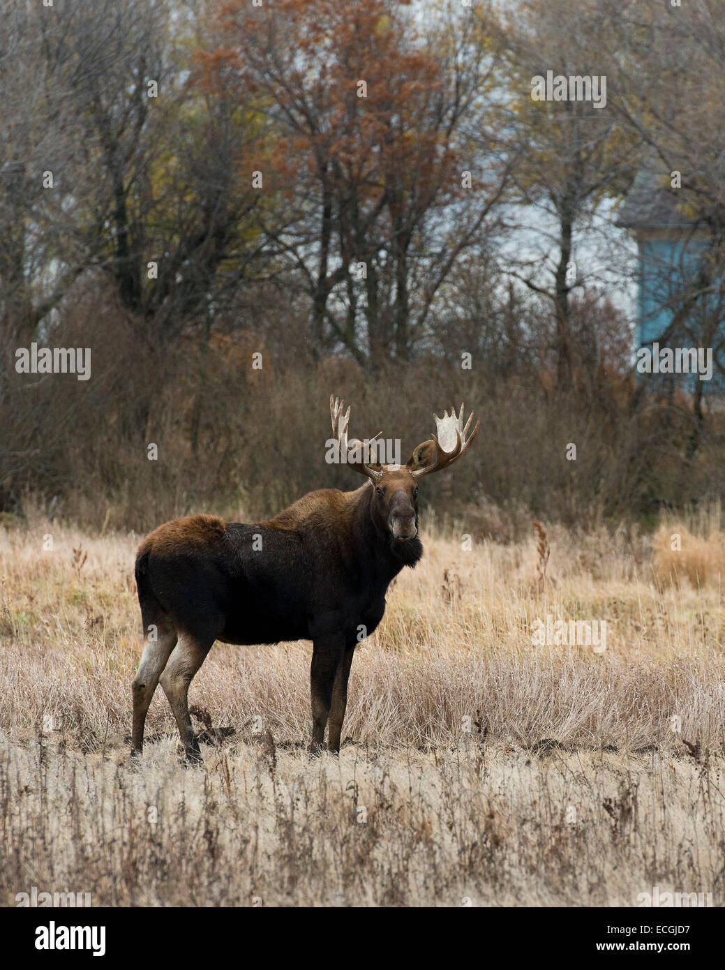 Moose canada rutting hi-res stock photography and images - Alamy