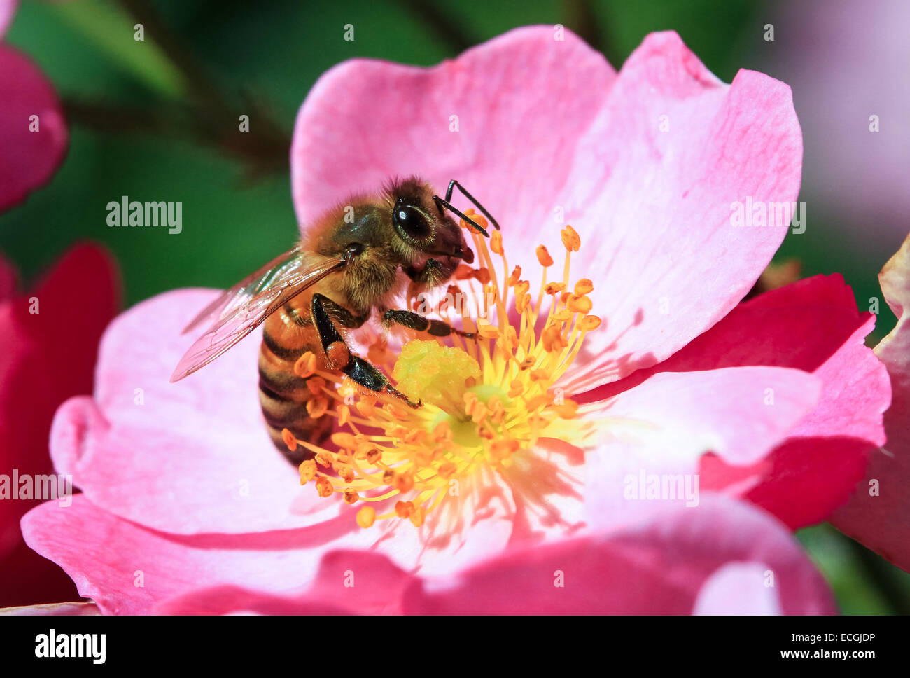 Honey Bee Collecting Pollen, Oregon, USA Stock Photo - Alamy