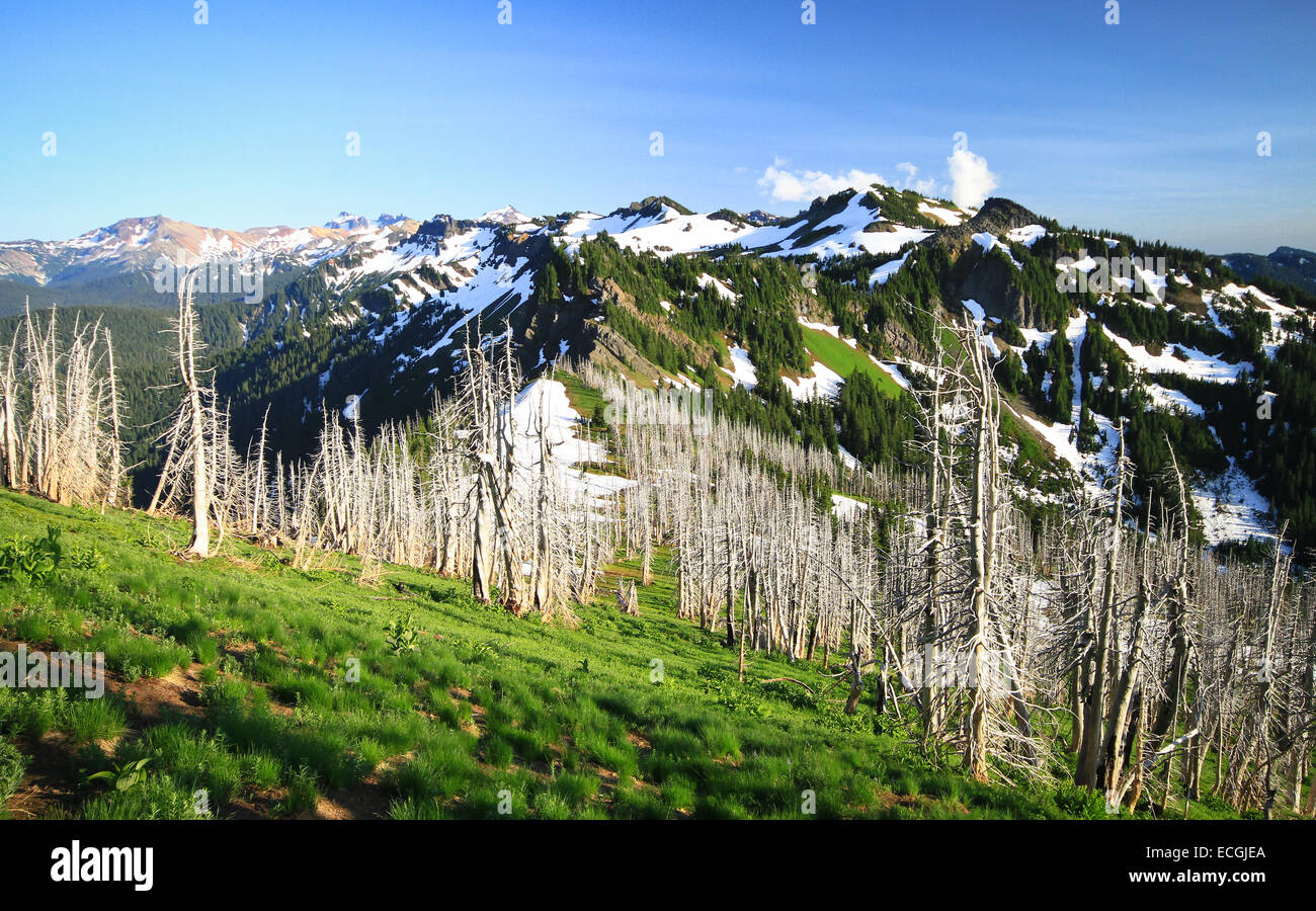 Goat Rocks Wilderness, Washington, USA Stock Photo - Alamy