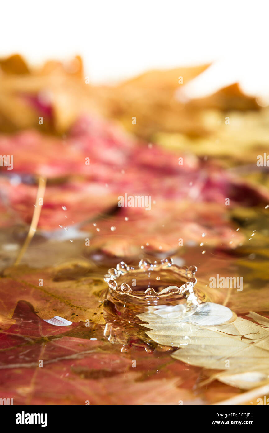 studio background with autumn leaves and splashing water droplets for a ...