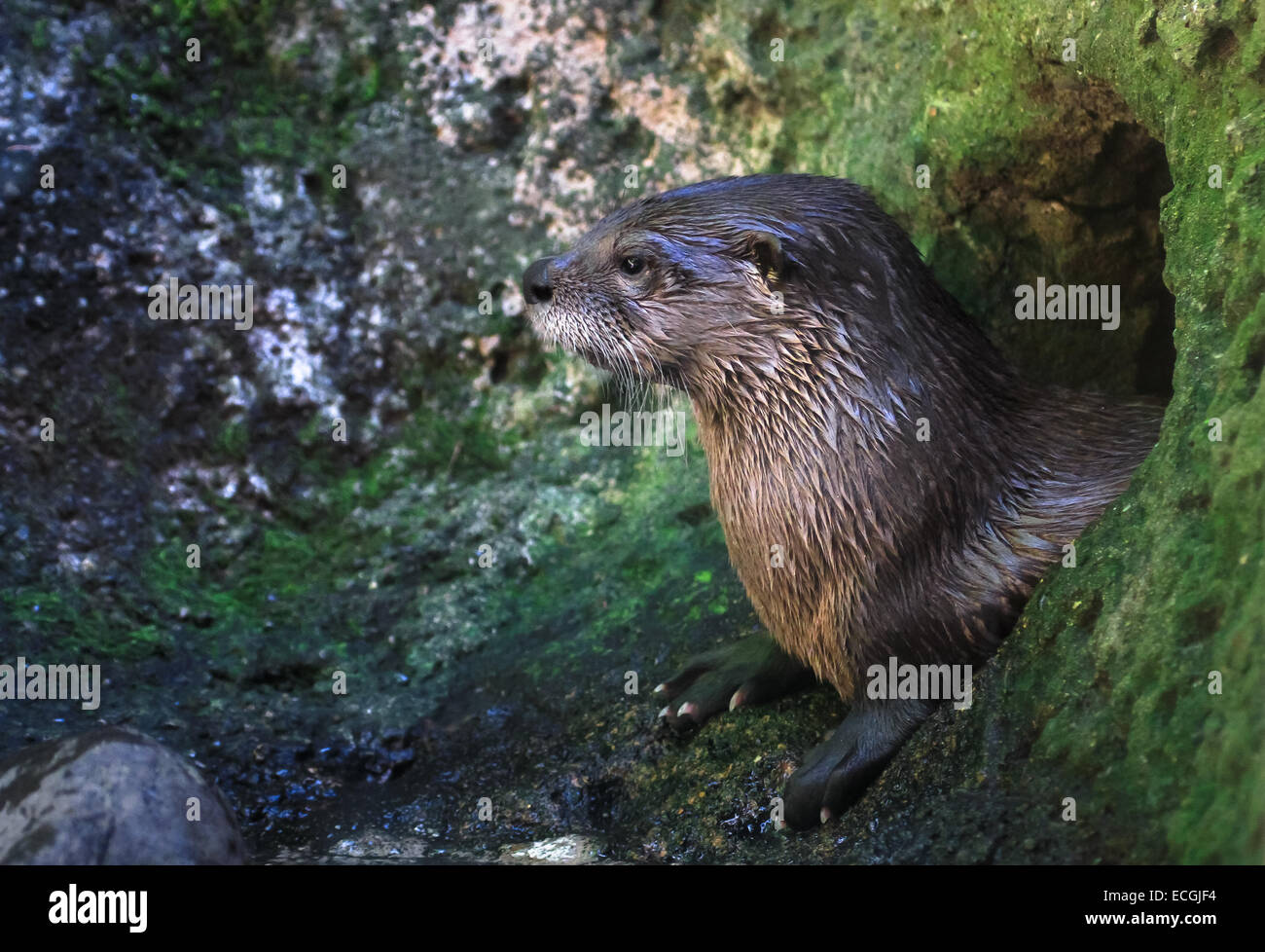 North American River Otter Stock Photo - Alamy