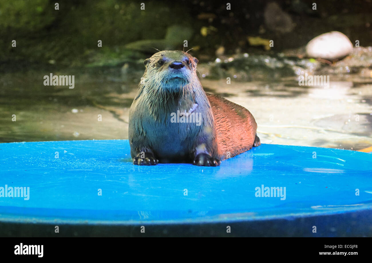North American River Otter on a Blue Platform Stock Photo - Alamy