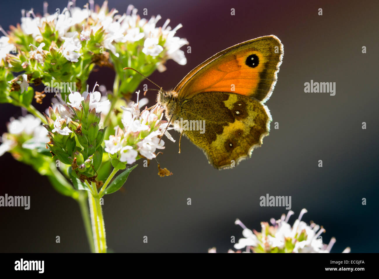Female gatekeeper hi-res stock photography and images - Alamy