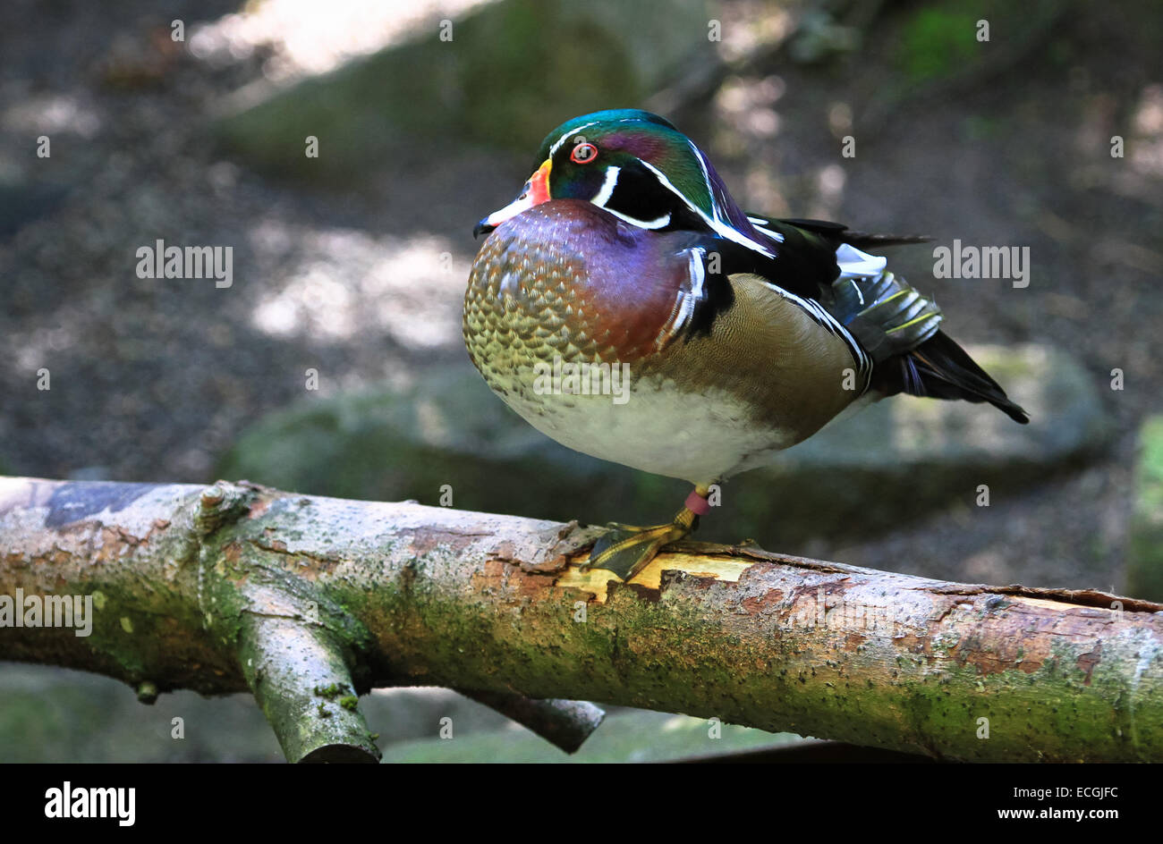 Sit duck hi-res stock photography and images - Alamy