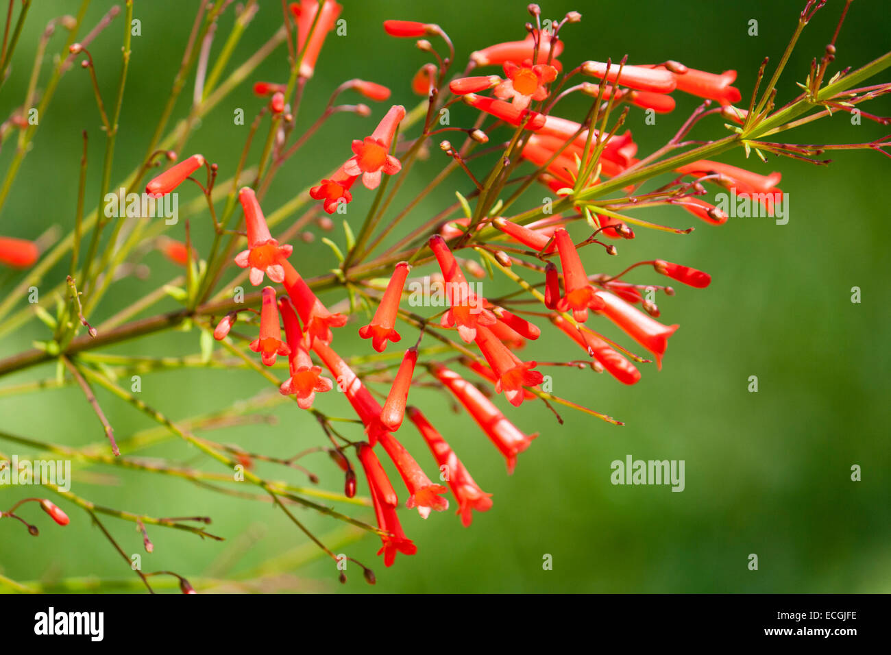 Weeping branches of the sub-tropical firecracker plant, Russelia ...