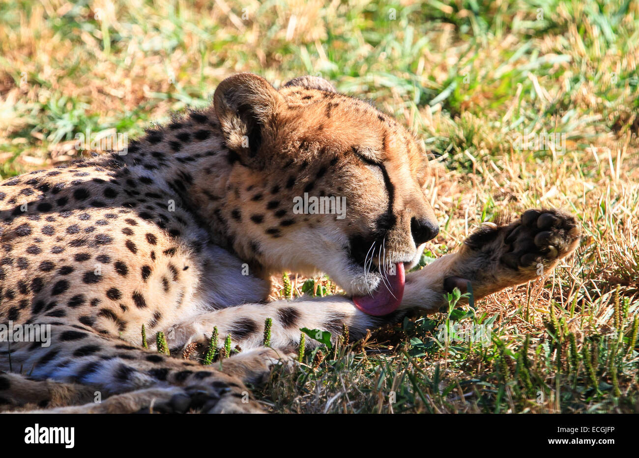 Cheetah Tongue High Resolution Stock Photography and Images - Alamy