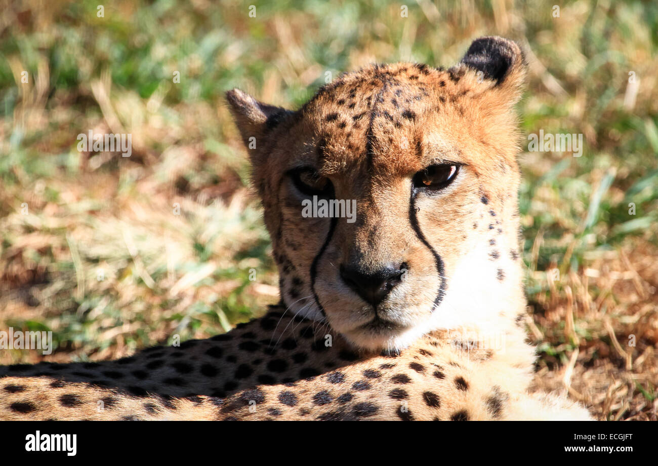 Cheetah In The Sun Stock Photo - Alamy