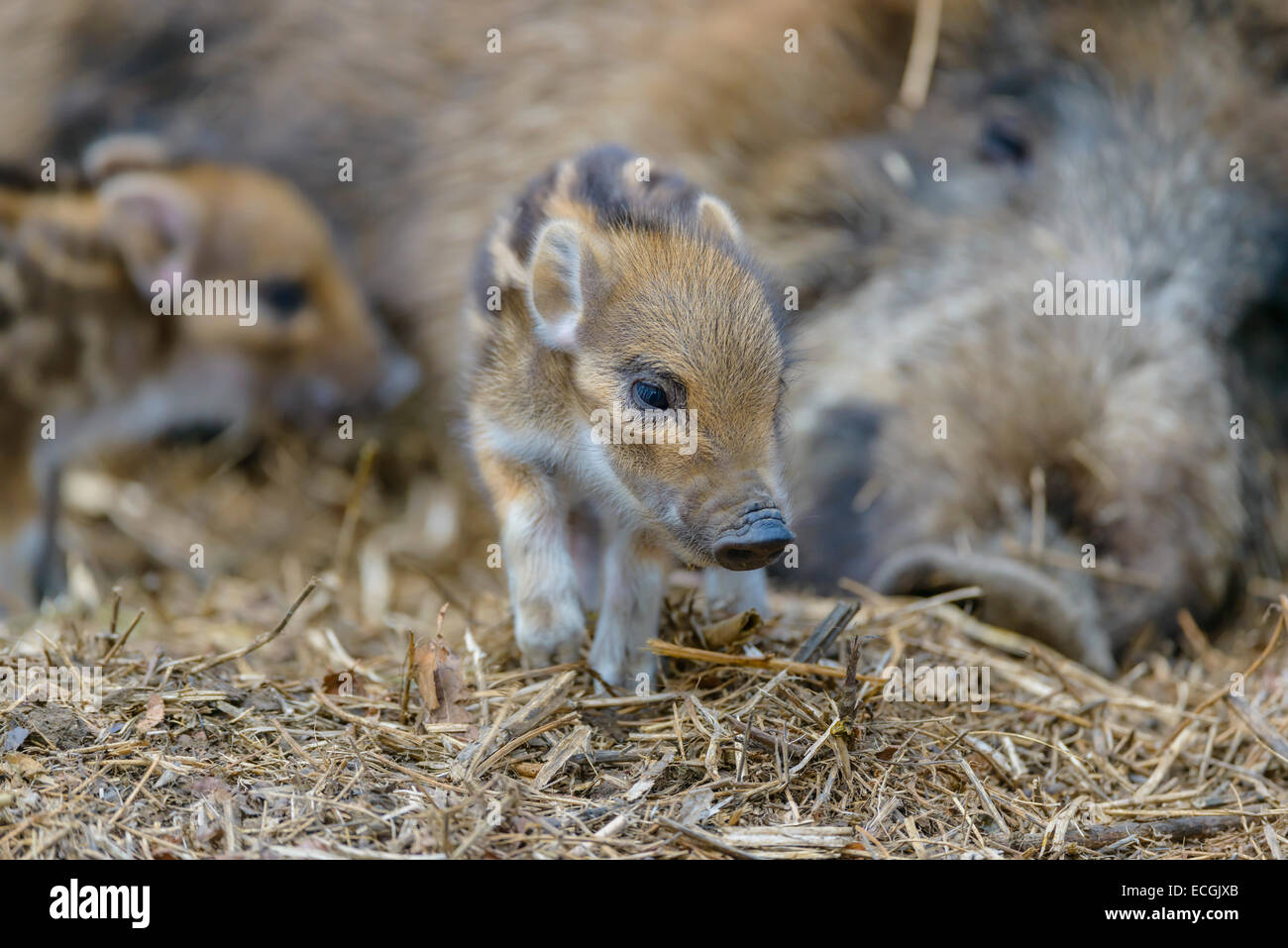 Wildschwein, Sus scrofa, wild boar Stock Photo - Alamy