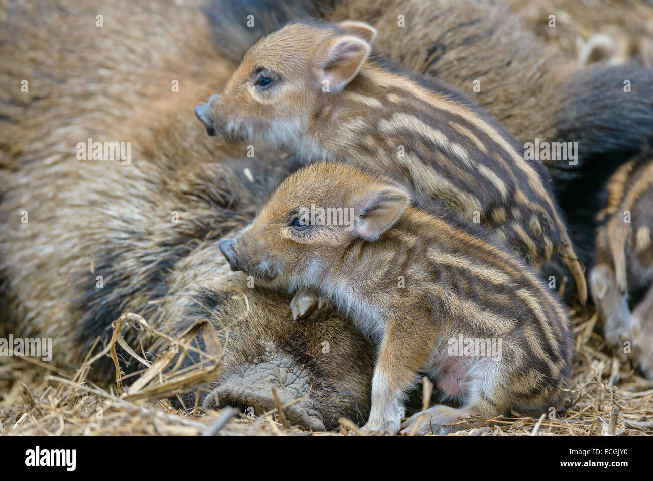 Wildschwein, Sus scrofa, wild boar Stock Photo - Alamy
