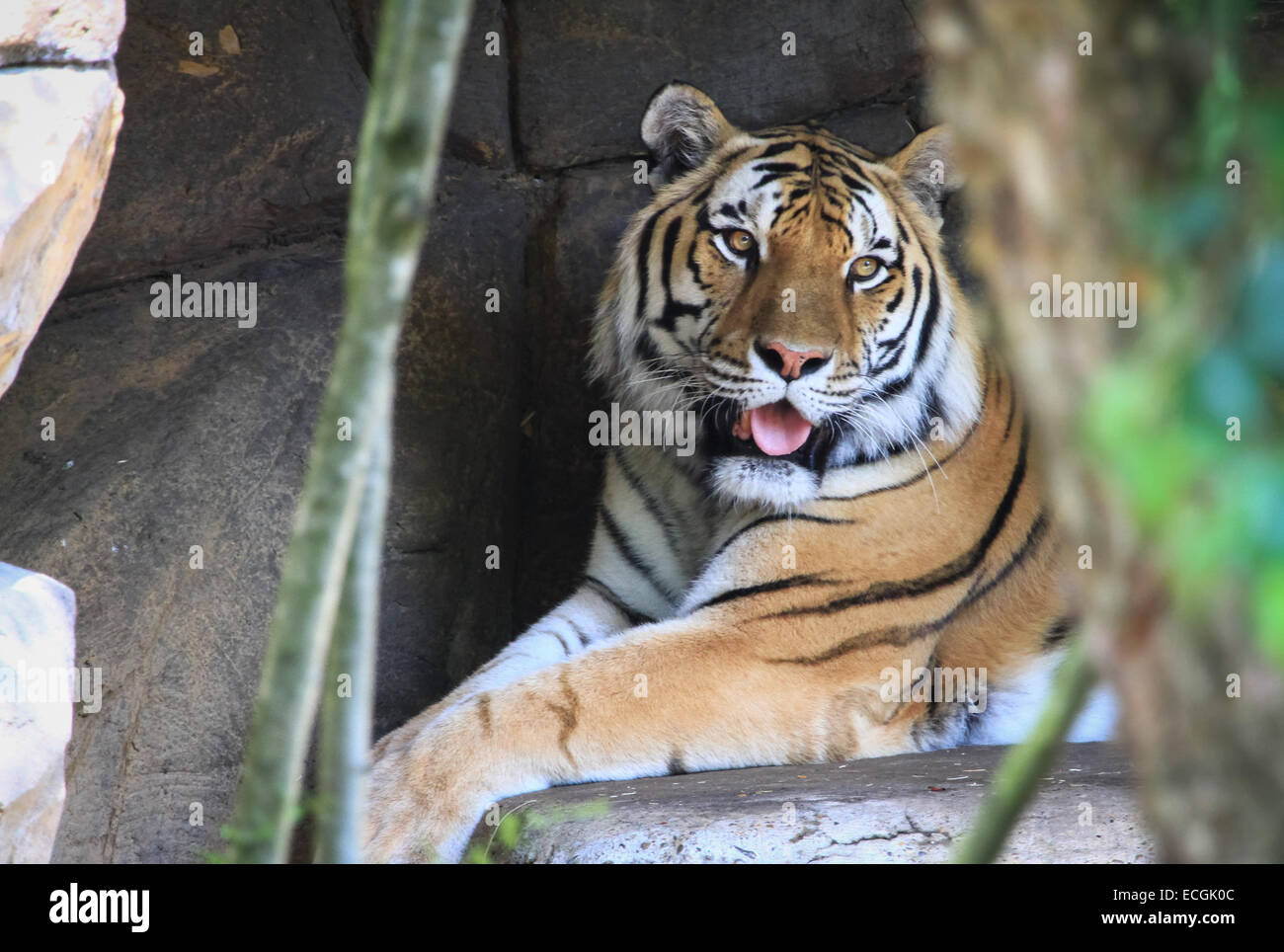 Amur Tiger in Her Cave Stock Photo - Alamy