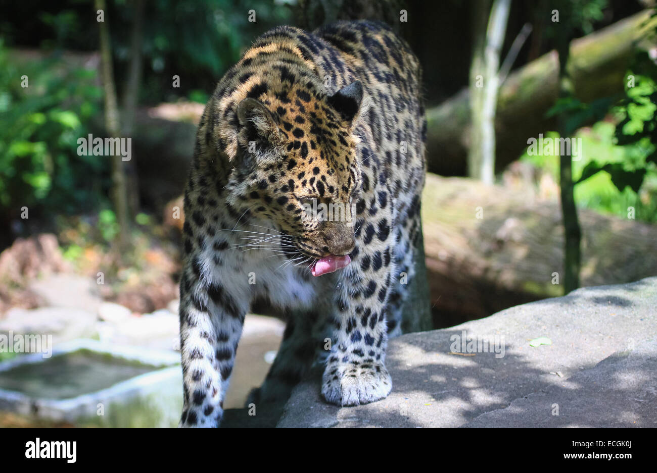 Amur leopard mouth hi-res stock photography and images - Alamy