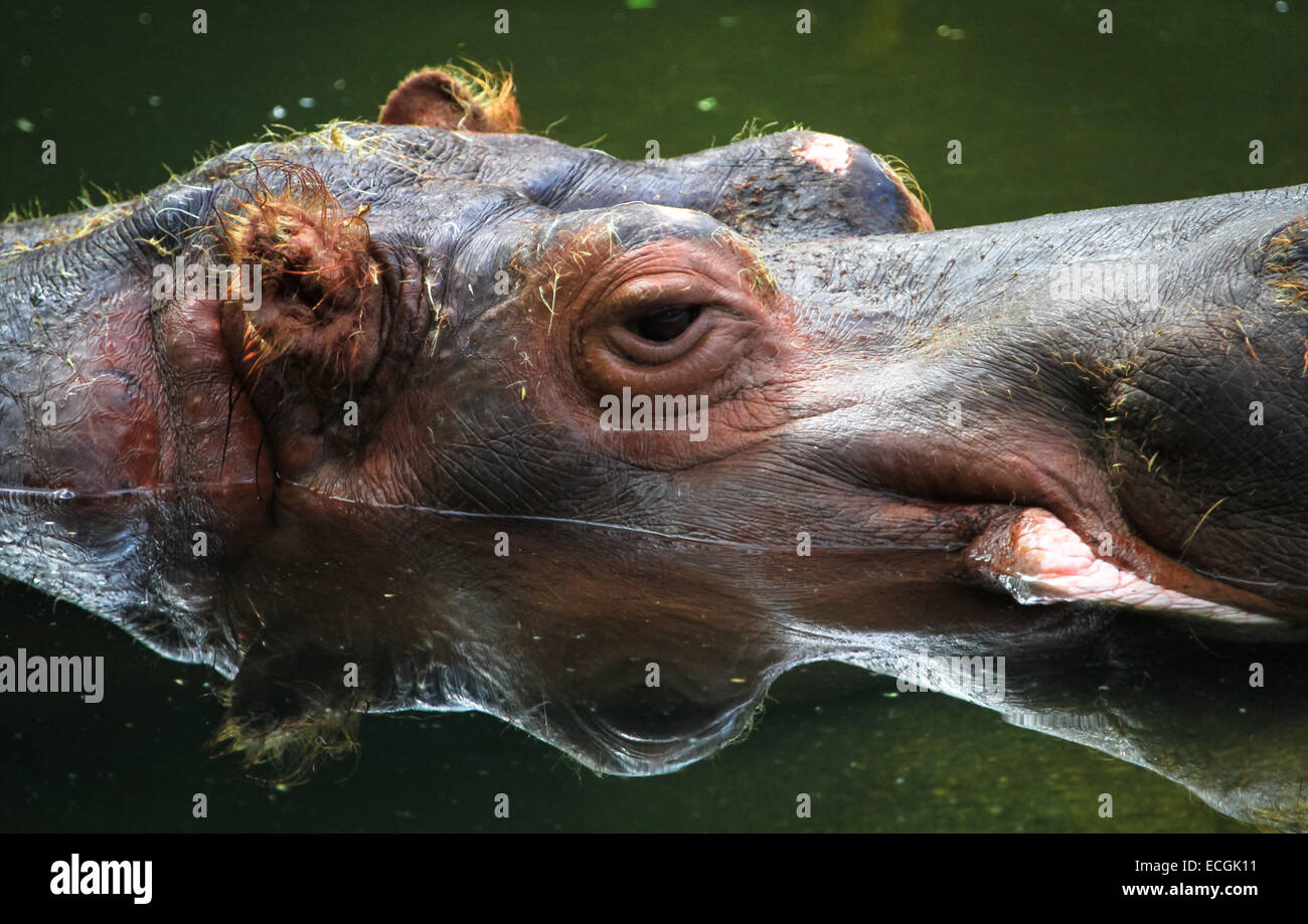 Hippopotamus water hi-res stock photography and images - Alamy