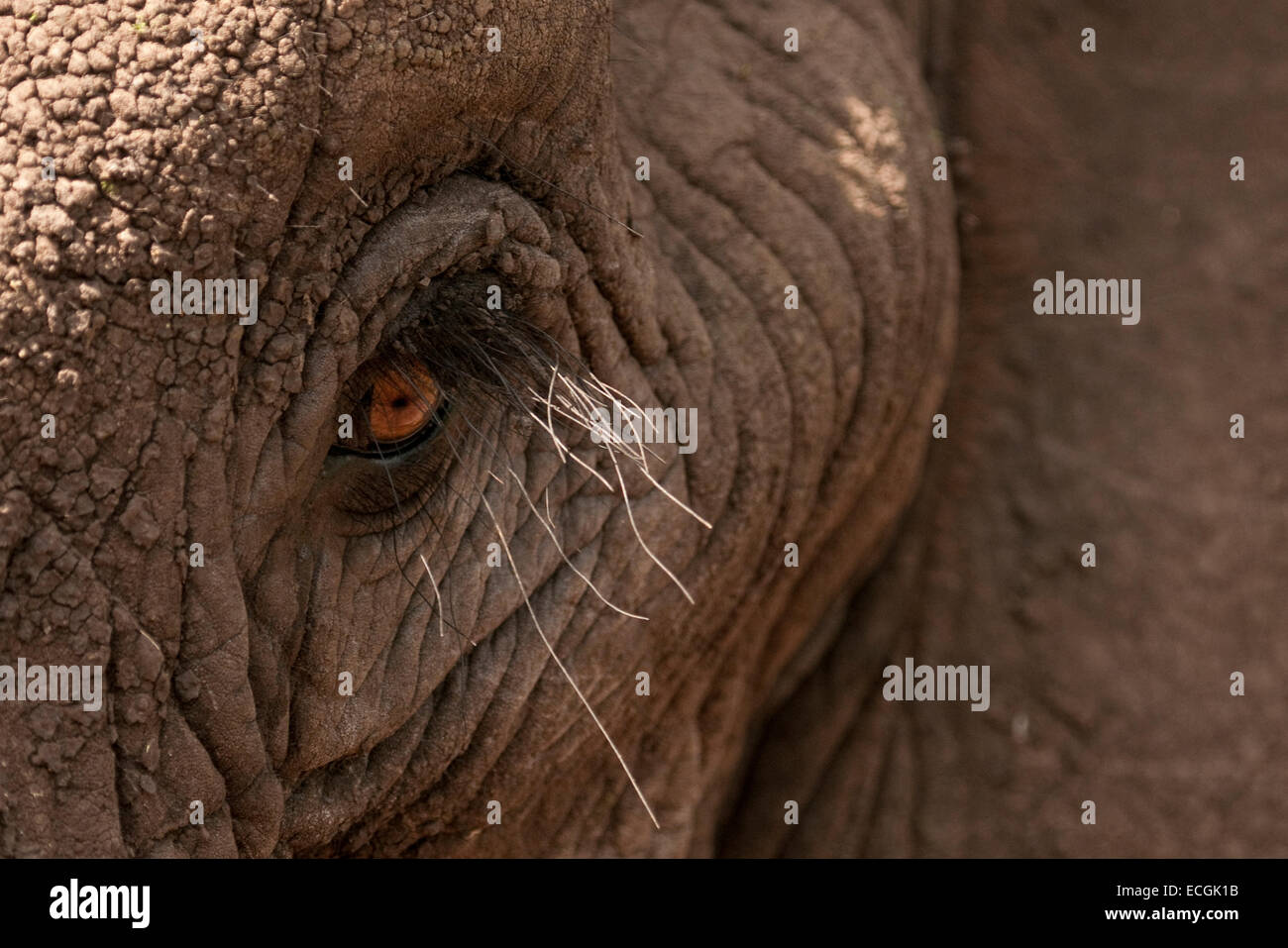 African Elephant-close up of head showing brown eye Stock Photo - Alamy