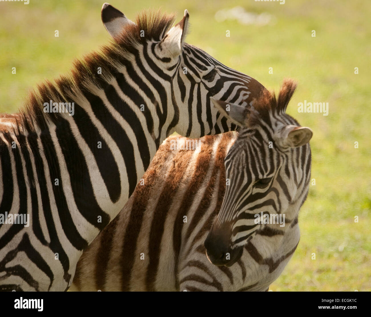 Adult and younger zebra hi-res stock photography and images - Alamy