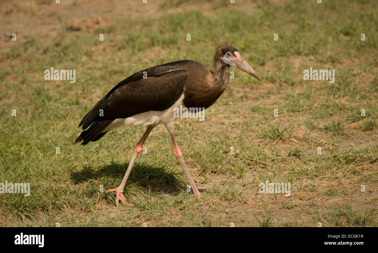 Abdim's stork on ground, walking Stock Photo - Alamy