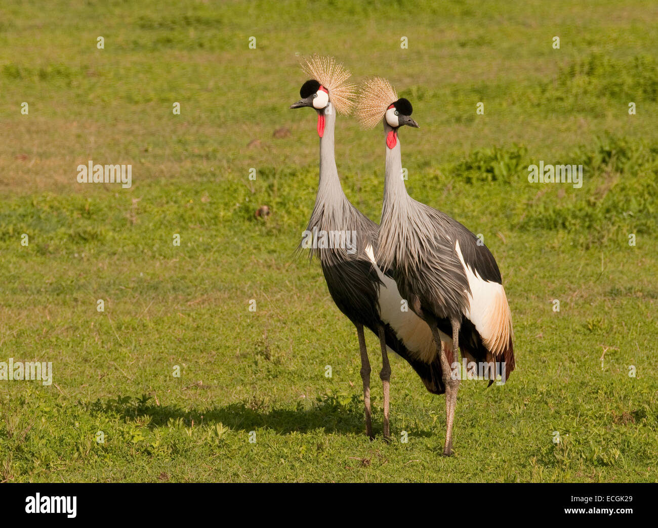 Pair of Crowned cranes standing together Stock Photo - Alamy