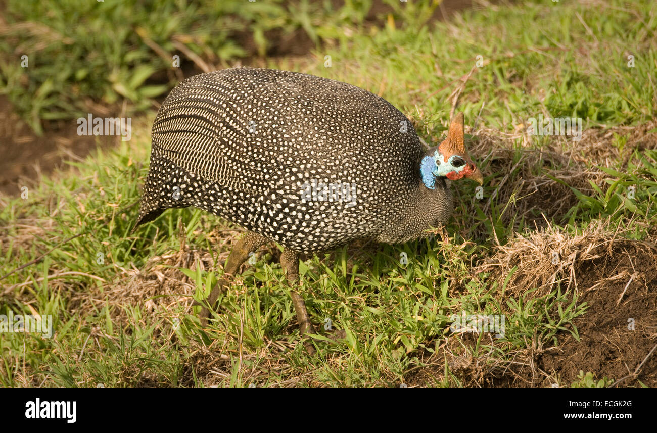 Tanzania guineafowl bird african hi-res stock photography and images ...