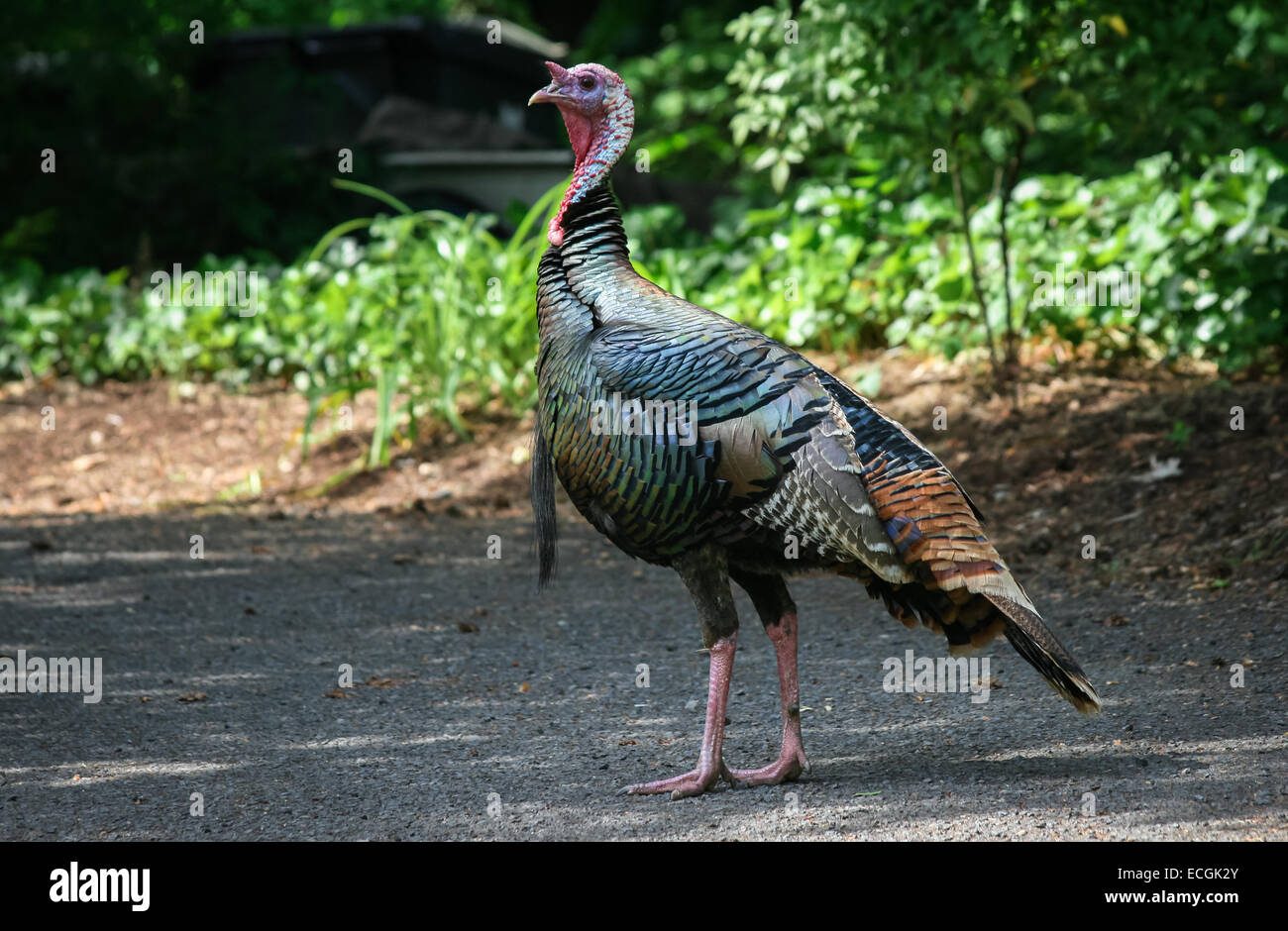 Wild Turkey in Eugene, Oregon, USA Stock Photo - Alamy