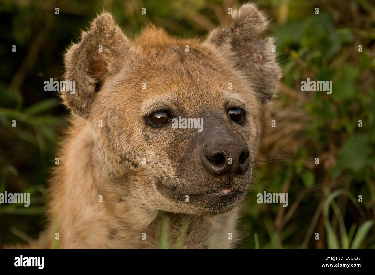 Spotted hyena-head shot Stock Photo - Alamy