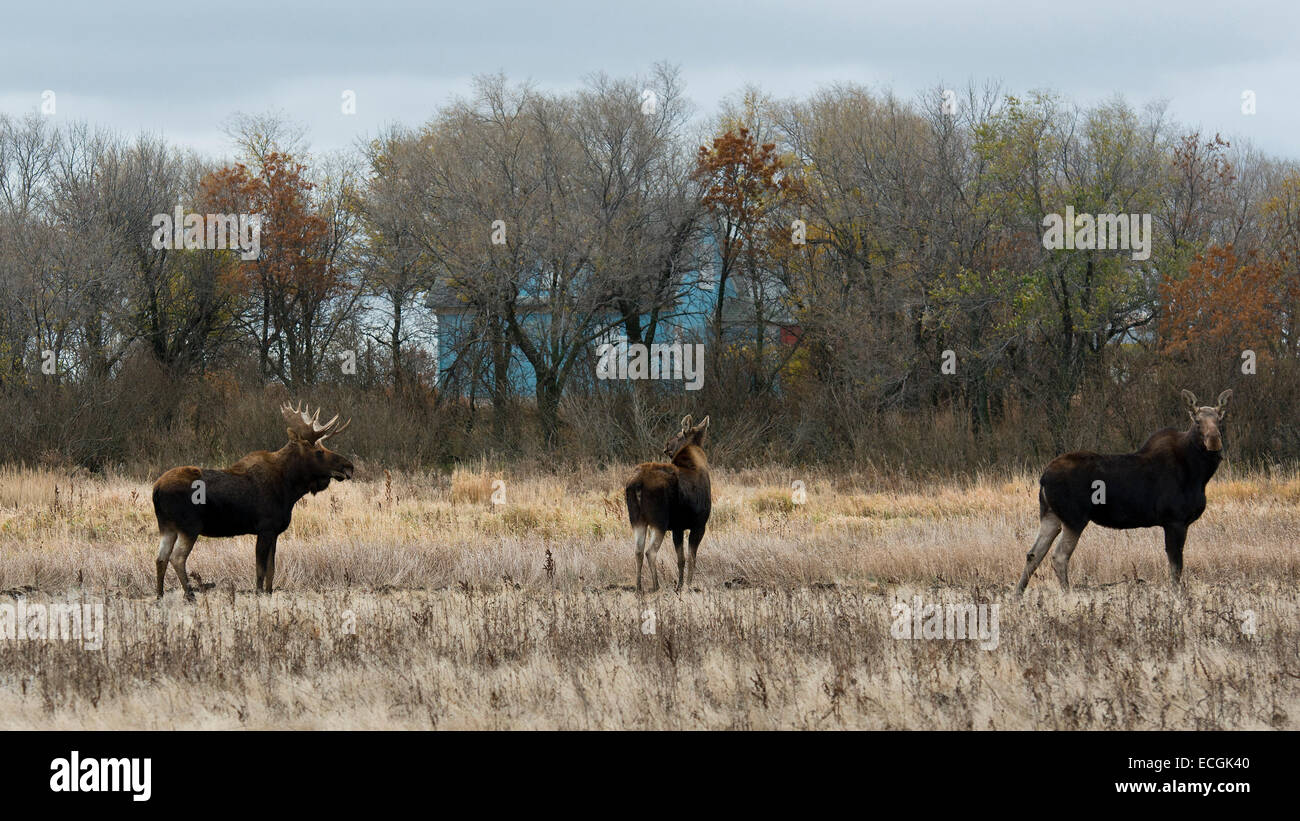 Herd of Moose in North Dakota Stock Photo - Alamy