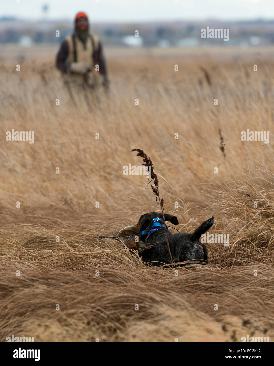 Pheasant Season Montana High Resolution Stock Photography and Images ...