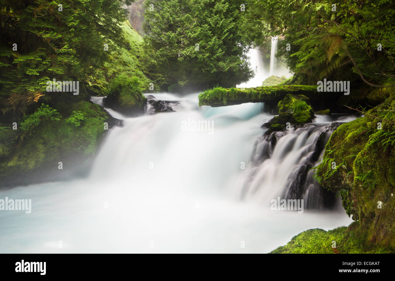 Smooth Waterfalls in Oregon's Lush Temperate Rainforests, USA Stock ...