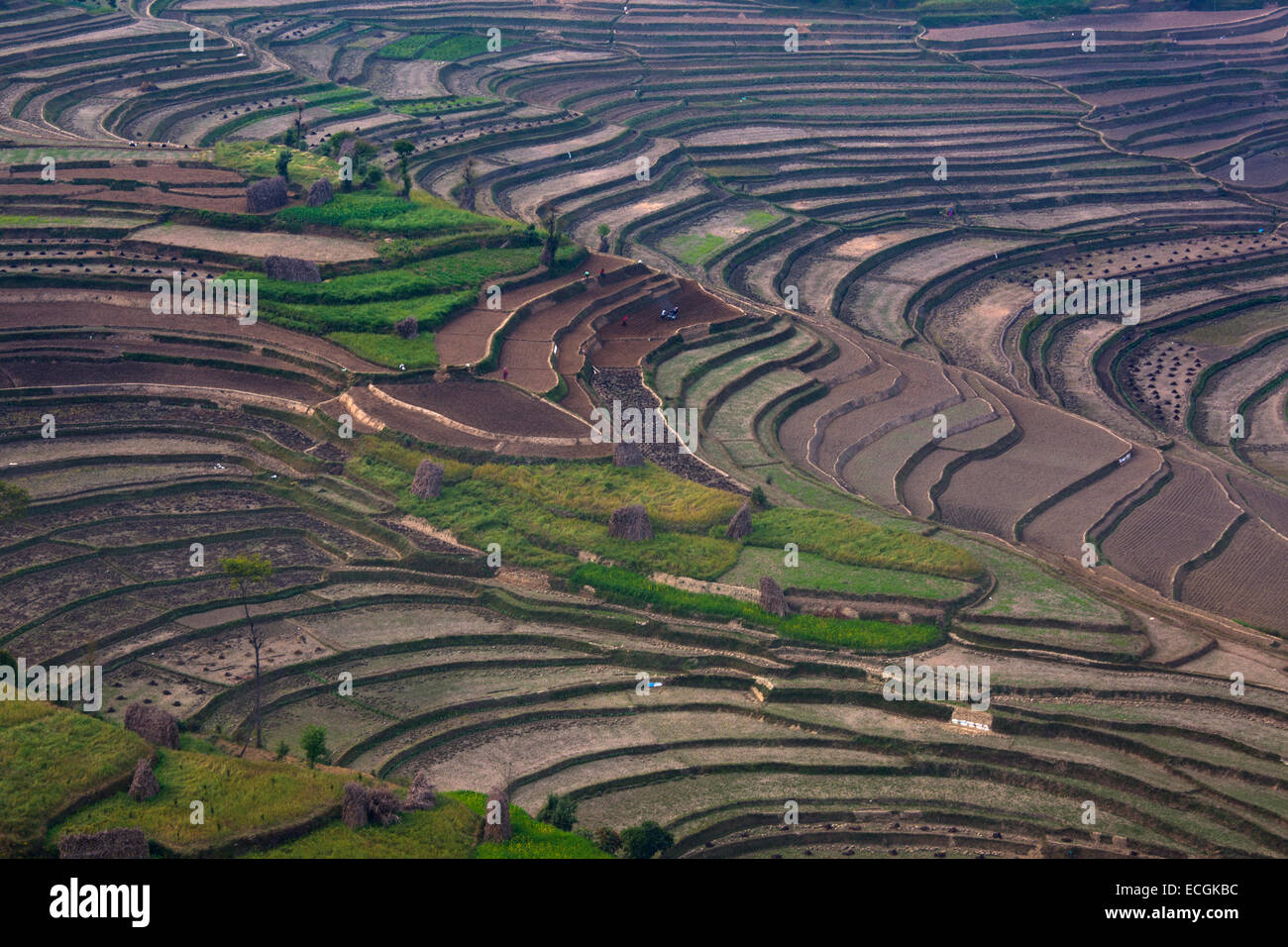 Rice terraces nepal hi-res stock photography and images - Alamy