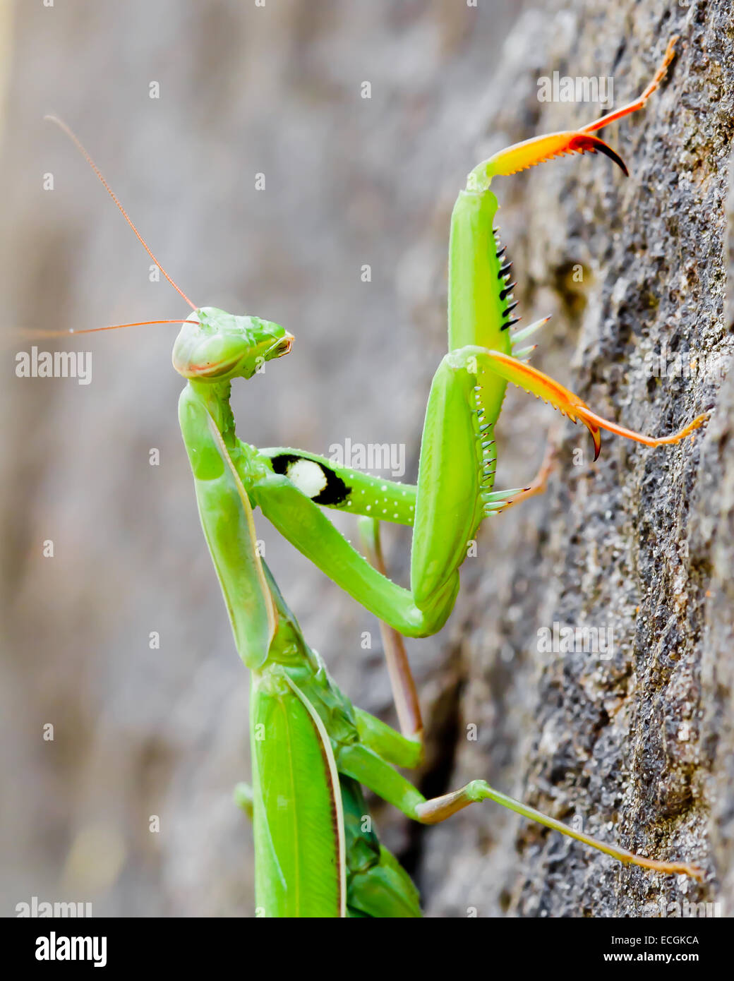 Praying Mantis on a Rock at Smith Rock State Park, Oregon, USA Stock ...