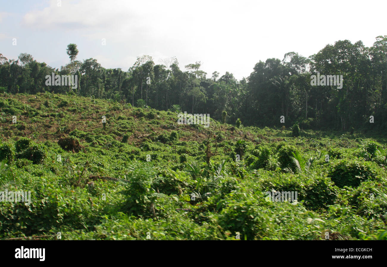 Deforest hi-res stock photography and images - Alamy