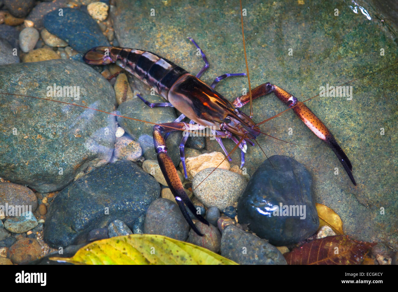 Colorful Crayfish in Northwest Ecuador Stock Photo - Alamy