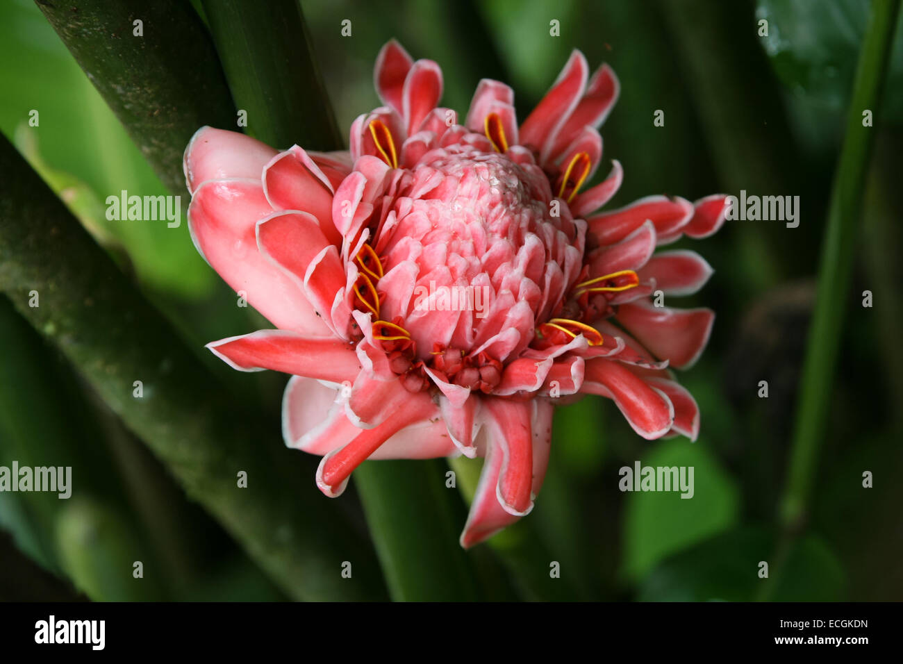 Torch ginger phaeomeria magnifica flower hi-res stock photography and ...