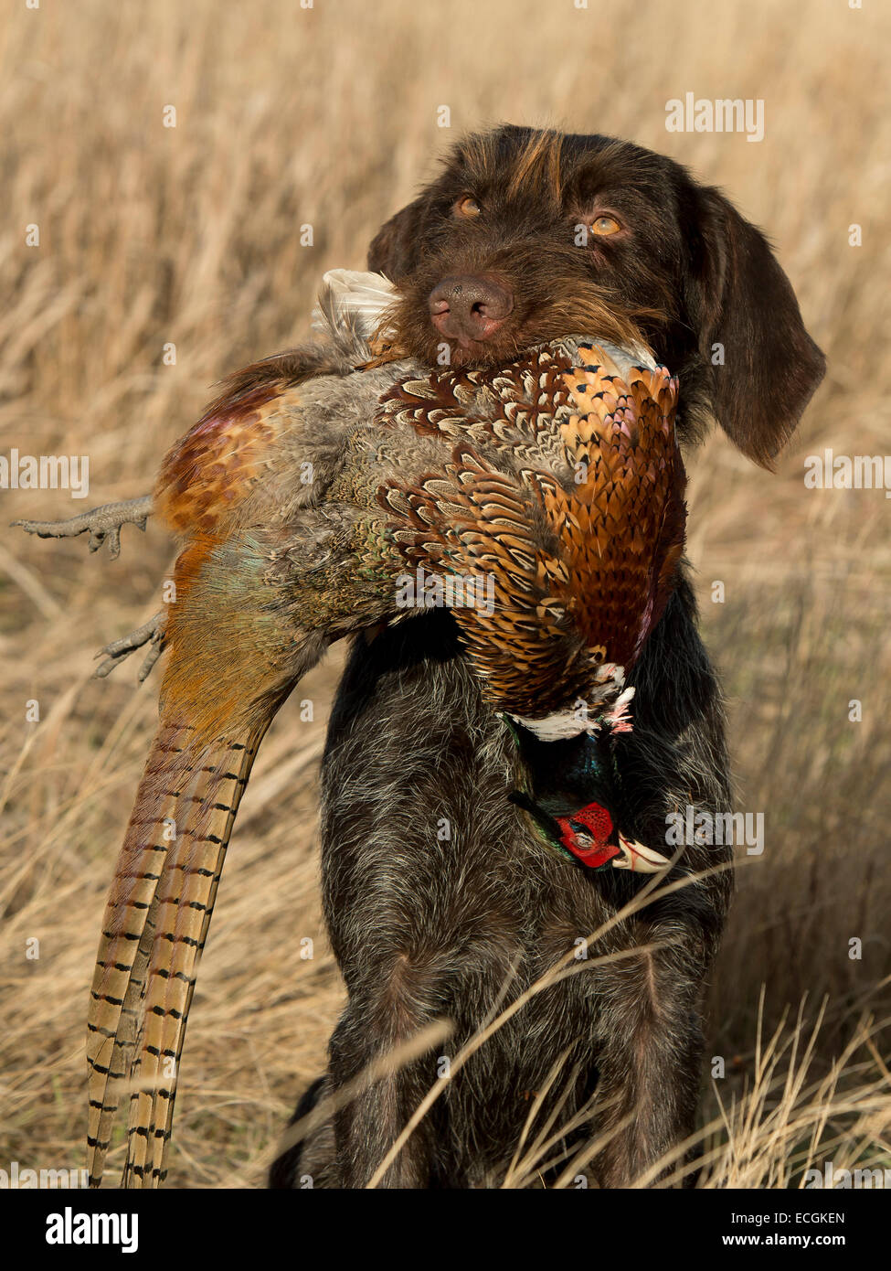 A hunting dog with a Rooster Pheasant Stock Photo - Alamy