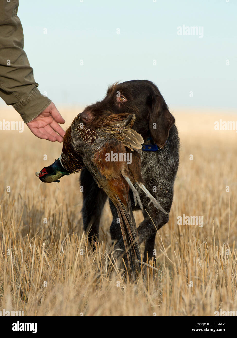 A hunting dog with a Rooster Pheasant Stock Photo - Alamy