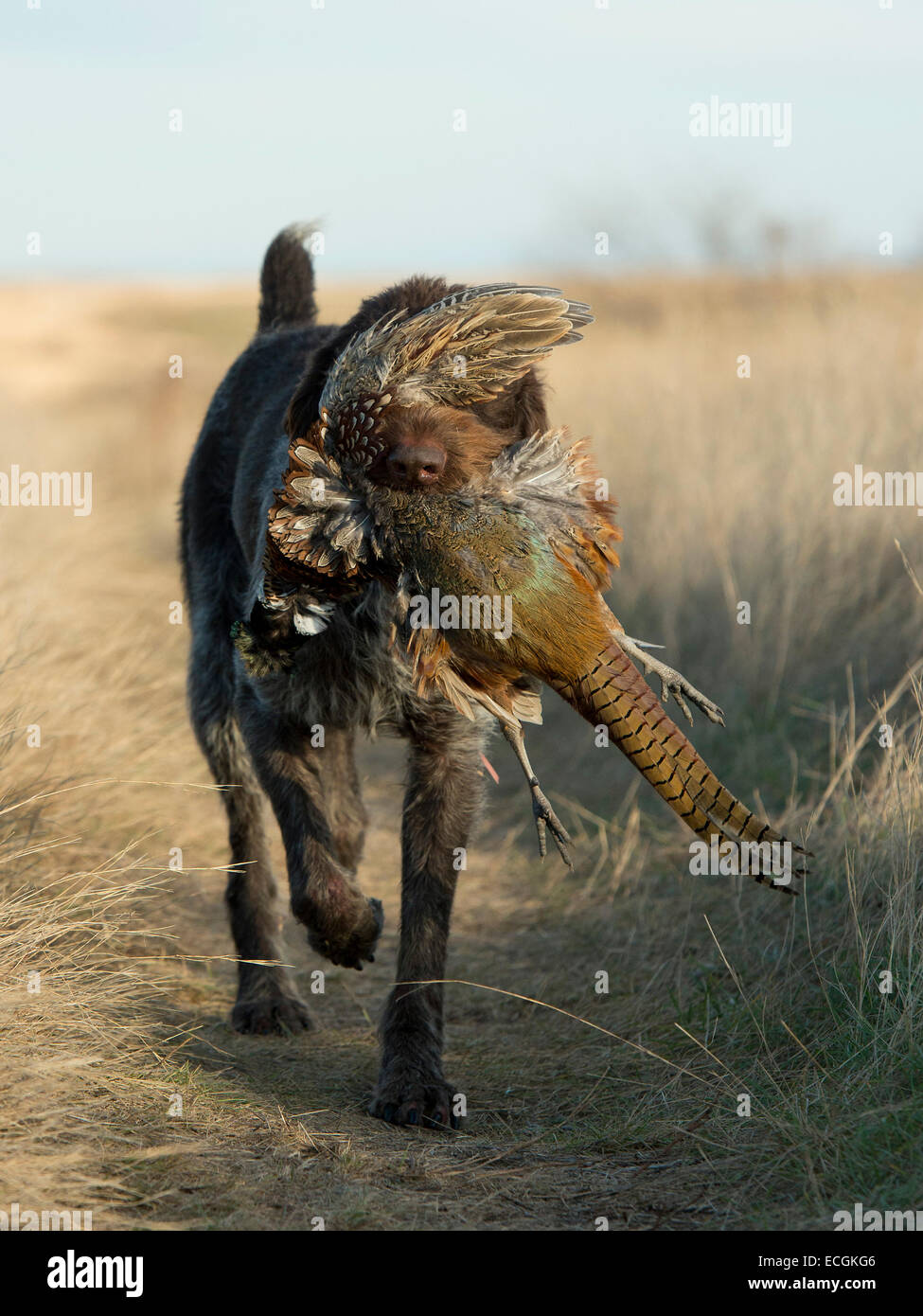 A hunting dog with a Rooster Pheasant Stock Photo - Alamy