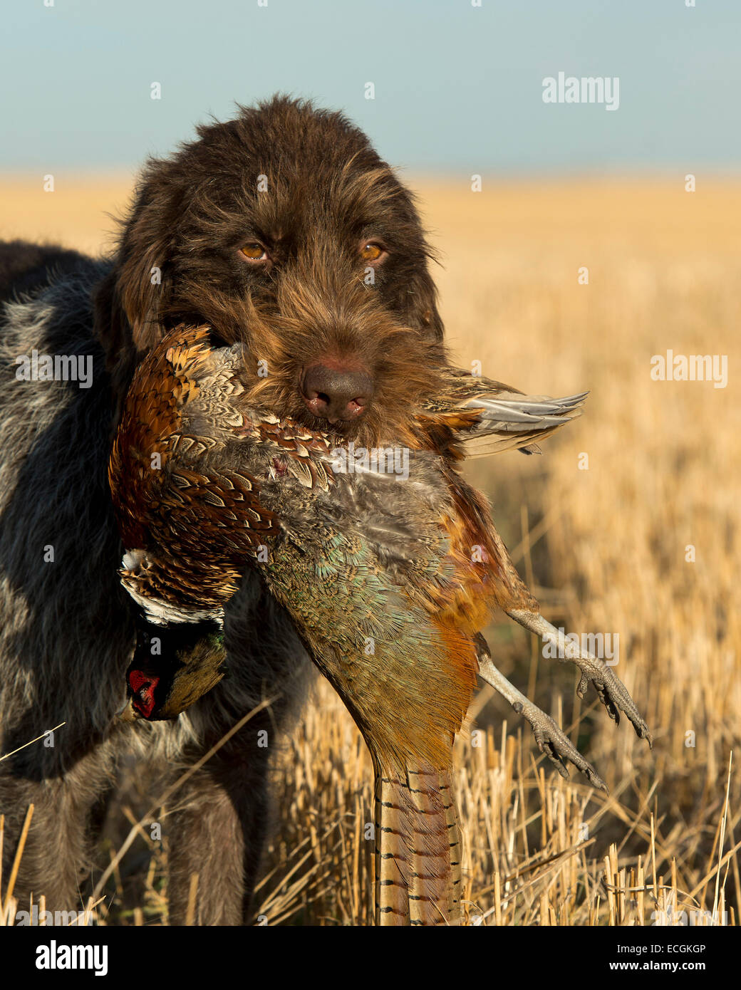 A hunting dog with a Rooster Pheasant Stock Photo - Alamy