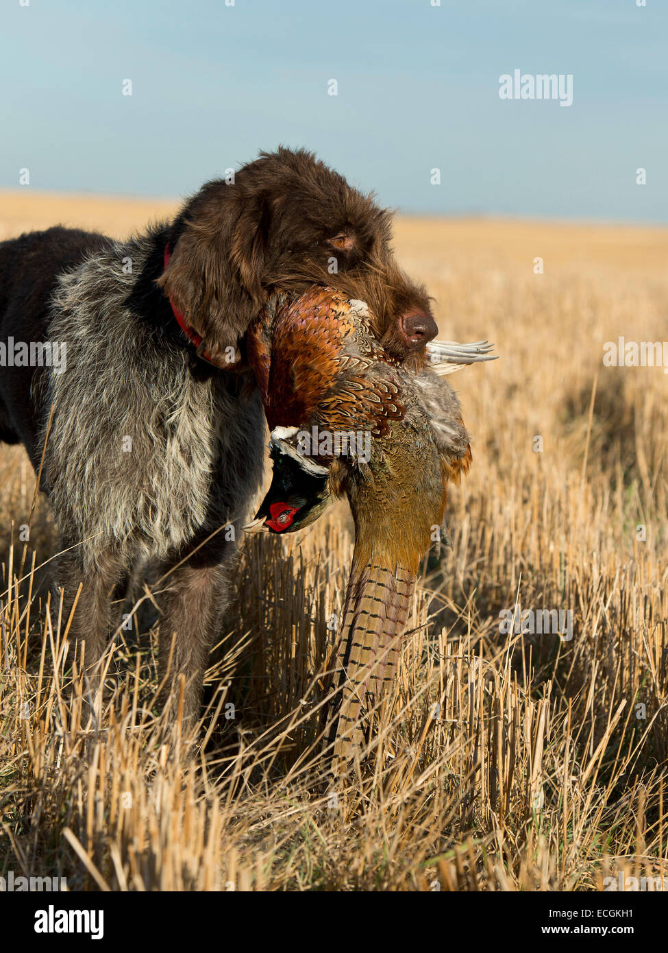 A hunting dog with a Rooster Pheasant Stock Photo - Alamy