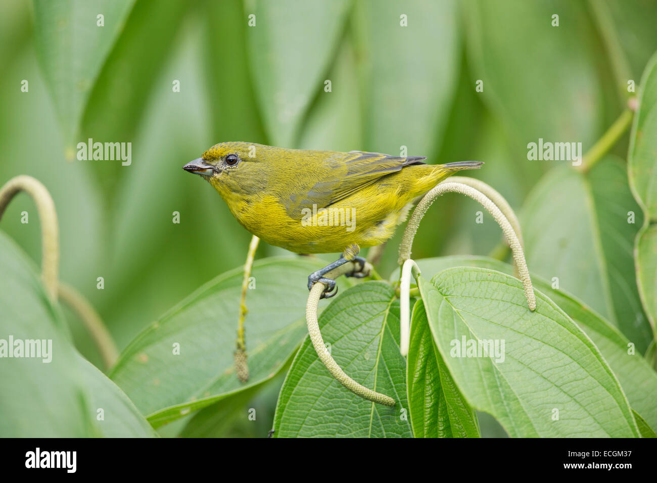 Indian finches hi-res stock photography and images - Alamy
