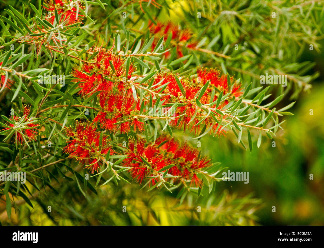 Large cluster of vivid red bottlebrush flowers and green leaves of ...