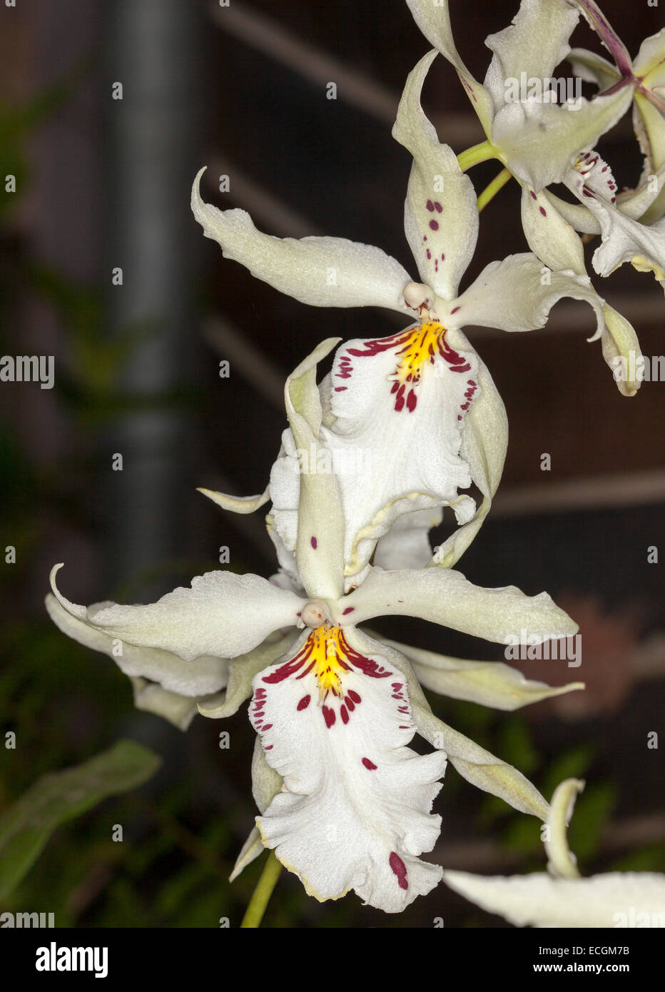 Beautiful white orchid flowers, Beallara Pacific Pastel 'Mauna Loa ...