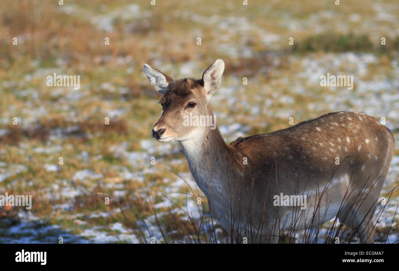 A young Deer in a field Stock Photo - Alamy